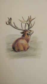 Deer Laying Down Drawing Sketch - Drawing Skill