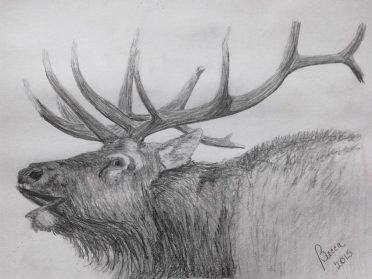 Elk Drawing Picture - Drawing Skill