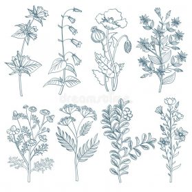 Herbs Best Drawing - Drawing Skill