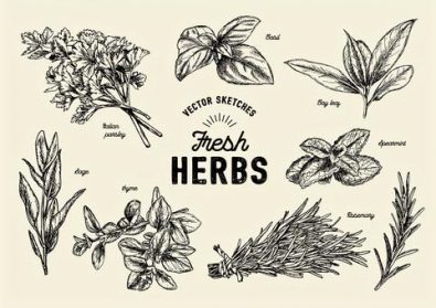 Herbs Drawing Photos - Drawing Skill