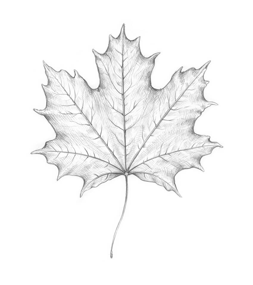 Maple Leaf Drawing Drawing Skill Maple Leaf Drawing Drawing Skill