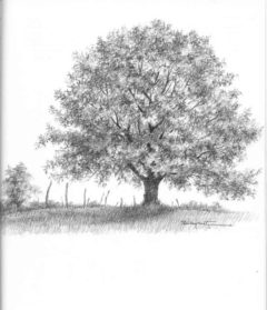 Oak Tree Drawing - Drawing Skill