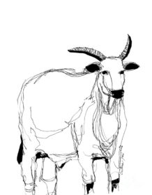 Ox Drawing Best - Drawing Skill
