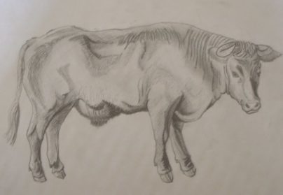 Ox Drawing Pic - Drawing Skill