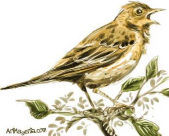 Pipit Drawing Beautiful Image - Drawing Skill