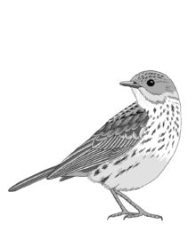 Pipit Drawing Pic - Drawing Skill