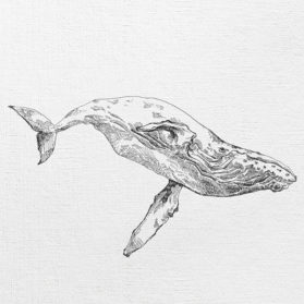 Rough Drawing - Drawing Skill