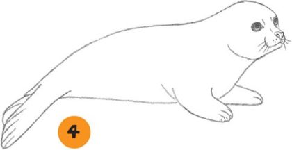Seal Drawing Art - Drawing Skill