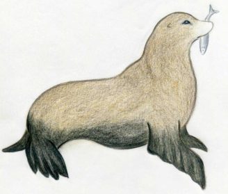 Seal Drawing Photo - Drawing Skill