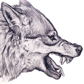 Snow Wolf Drawing Sketch - Drawing Skill