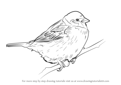Sparrow Drawing Amazing - Drawing Skill