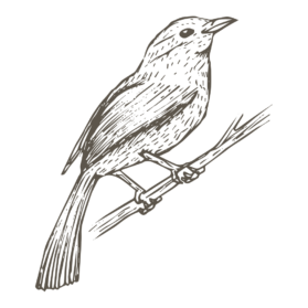 Sparrow Drawing Best - Drawing Skill