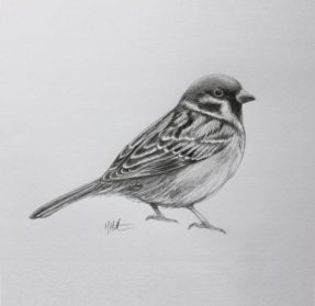 Sparrow Drawing Photo - Drawing Skill