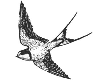 Swallow Drawing Amazing - Drawing Skill