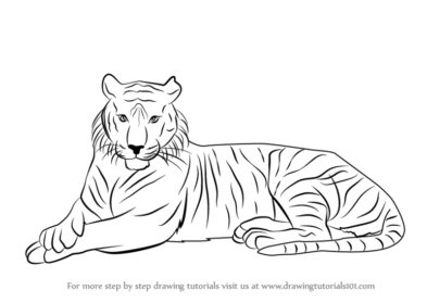 Tiger Drawing Creative Art - Drawing Skill
