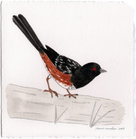 Towhee Drawing Art - Drawing Skill