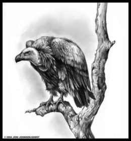 Vulture Pic Drawing - Drawing Skill