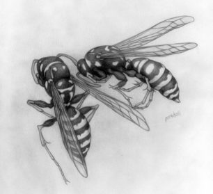 Wasp Art Drawing - Drawing Skill