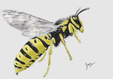 Wasp Drawing - Drawing Skill