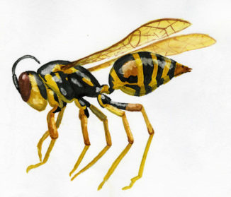 Wasp Drawing Image - Drawing Skill