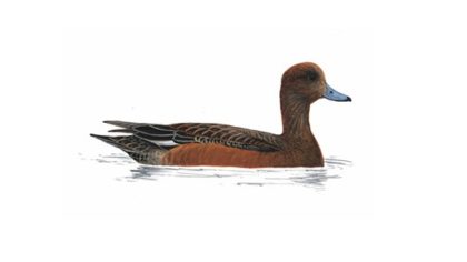 Wigeon Drawing Photo - Drawing Skill