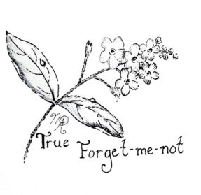 Forget Me Not Drawing Photos - Drawing Skill