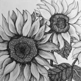 Gazania Drawing - Drawing Skill