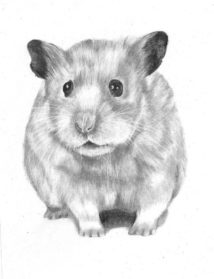 Hamster Drawing Realistic - Drawing Skill