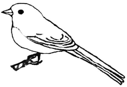 Junco Drawing Image - Drawing Skill