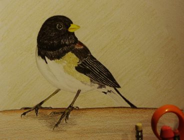 Junco Drawing Sketch - Drawing Skill