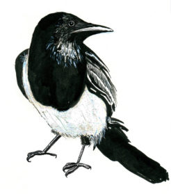 Magpie Drawing Pics - Drawing Skill