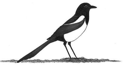 Magpie Drawing Picture - Drawing Skill