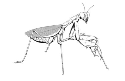Mantis Drawing Amazing - Drawing Skill
