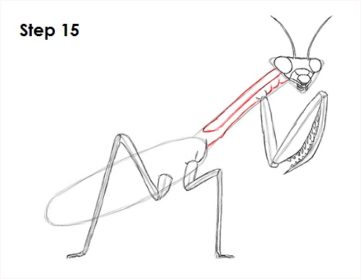 Mantis Drawing Art - Drawing Skill