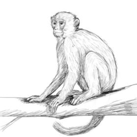 Monkey Drawing Beautiful Image - Drawing Skill