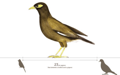 Mynah Drawing Art - Drawing Skill