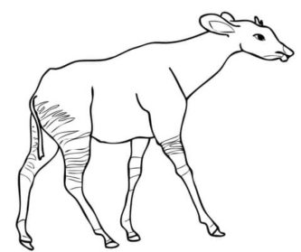 Okapi Drawing Best - Drawing Skill