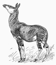 Okapi Drawing Photo - Drawing Skill