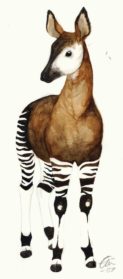 Okapi Drawing Picture - Drawing Skill