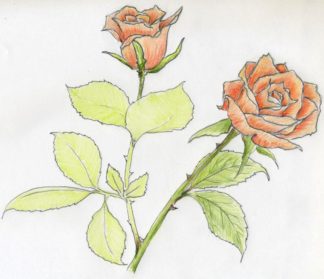 Orange Rose Drawing Beautiful Image - Drawing Skill