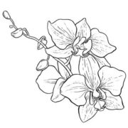 Orchid Drawing - Drawing Skill