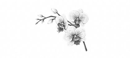 Orchids Flower Drawing Art - Drawing Skill