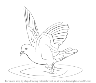 Petrel Drawing Beautiful Image - Drawing Skill