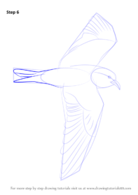 Petrel Drawing Realistic - Drawing Skill