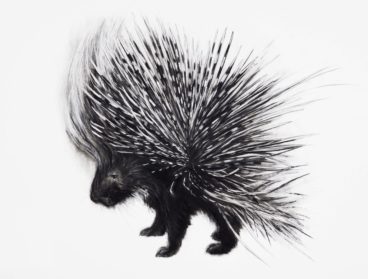 Porcupine Art Drawing - Drawing Skill