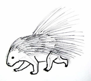 Porcupine Drawing Realistic - Drawing Skill