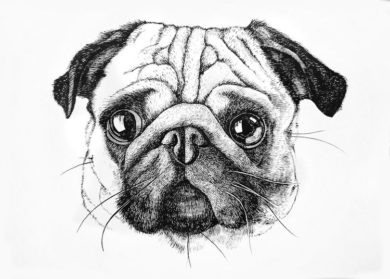 Pug Drawing Image - Drawing Skill