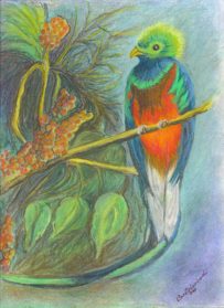 Quetzal Art Drawing - Drawing Skill