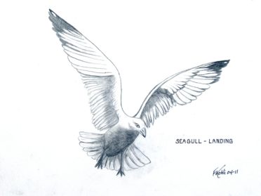 Seagull Drawing Pics - Drawing Skill
