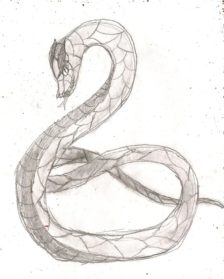 Serpent Drawing Sketch - Drawing Skill